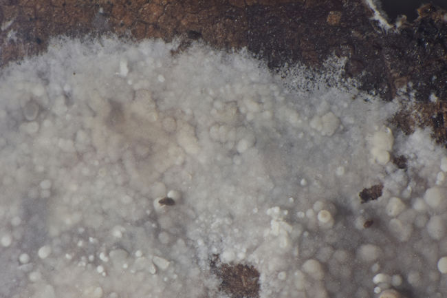 Hyphoderma roseocremeum