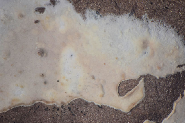 Hyphoderma roseocremeum