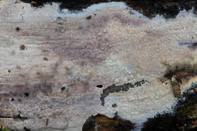 Hyphoderma roseocremeum