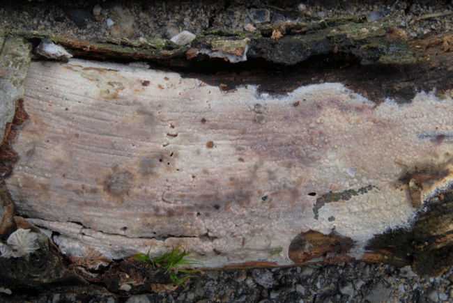 Hyphoderma roseocremeum