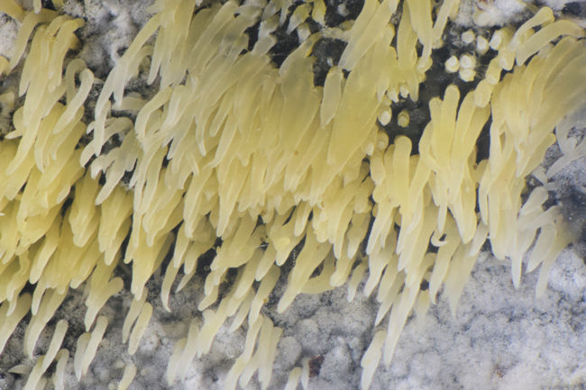 Mucronella calva
