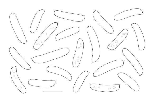 Hyphoderma transiens