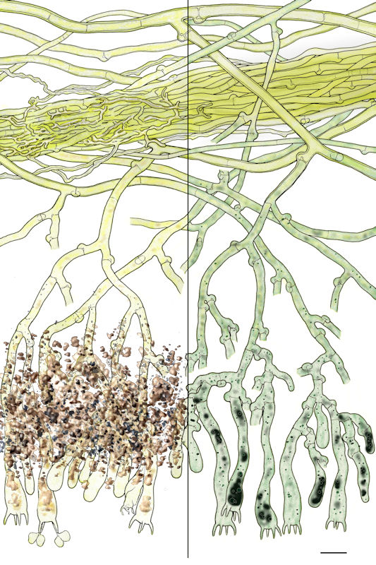 Thelephora botryoides