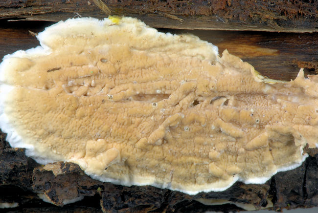 Byssomerulius corium