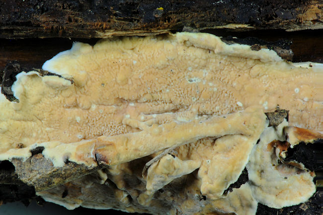 Byssomerulius corium