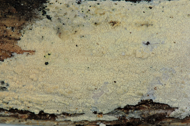 Hyphoderma setigerum