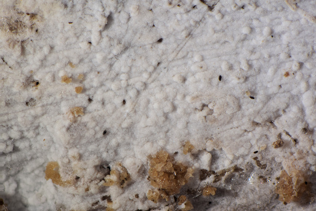 Hyphoderma incrustatum