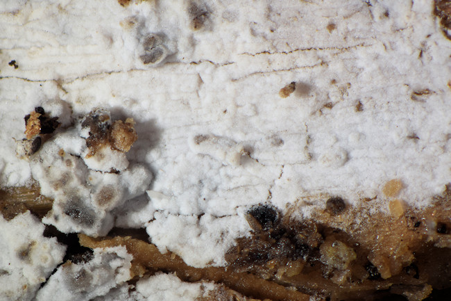 Hyphoderma incrustatum