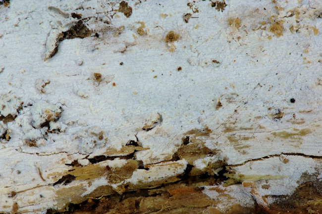 Hyphoderma incrustatum