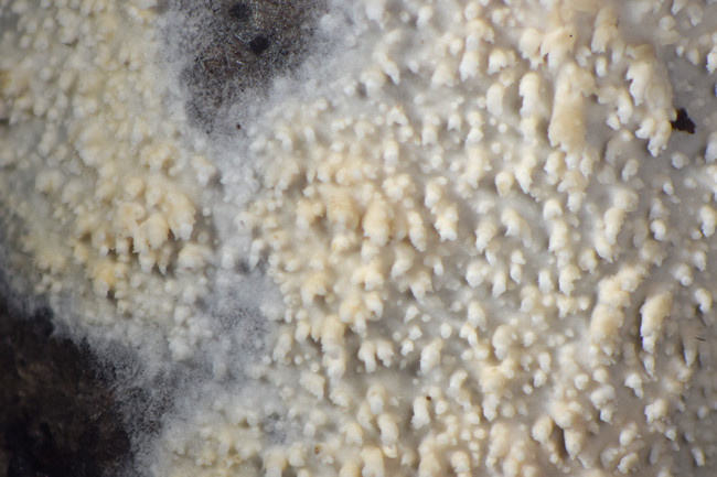 Hyphoderma transiens