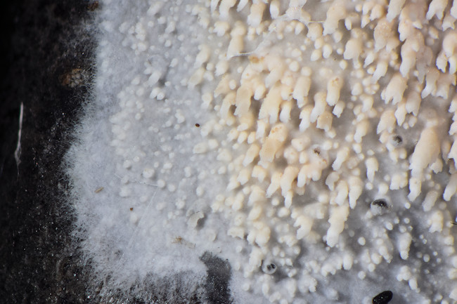 Hyphoderma transiens