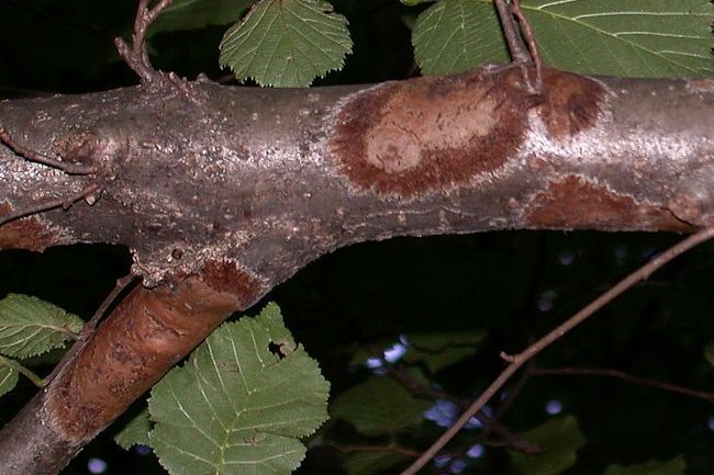 Crusts, Combs & Jells